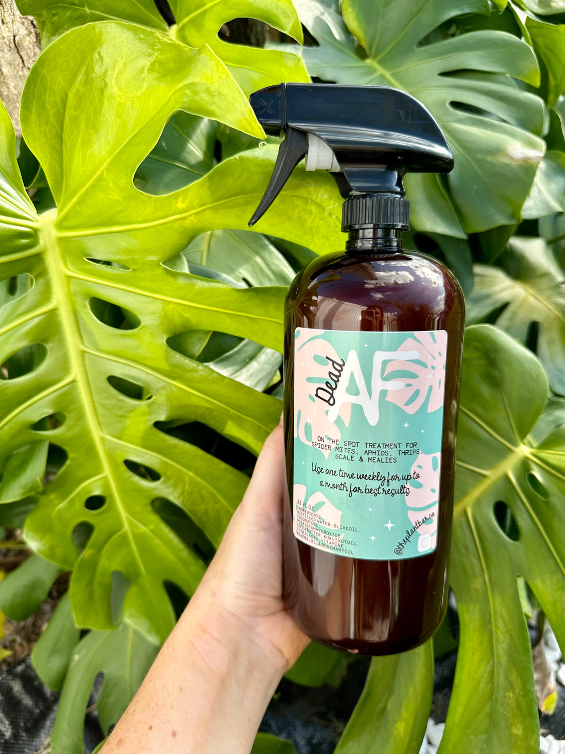 Dead AF | Natural Insecticide – The Plant Bar Co.