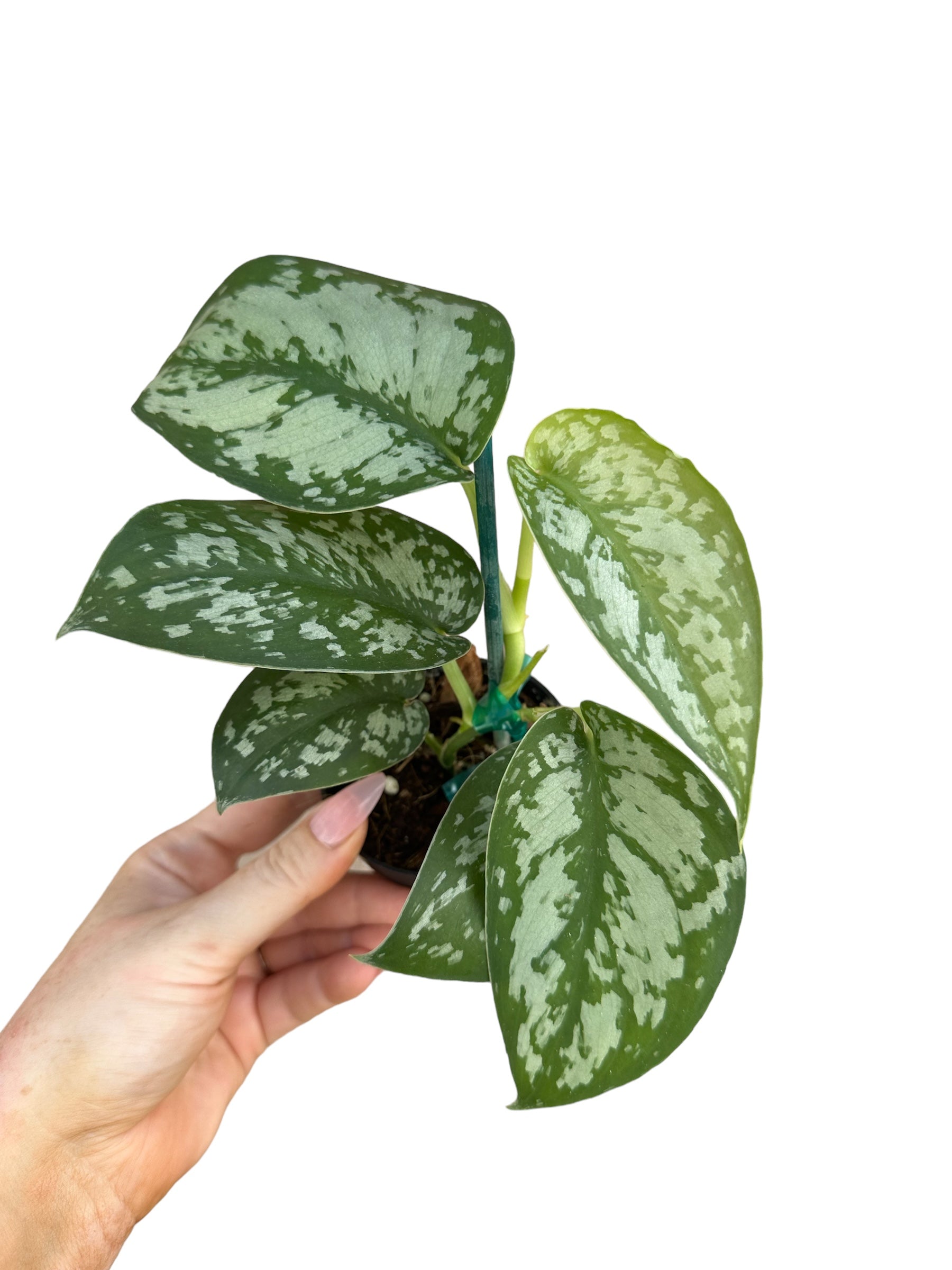 Products – The Plant Bar Co.