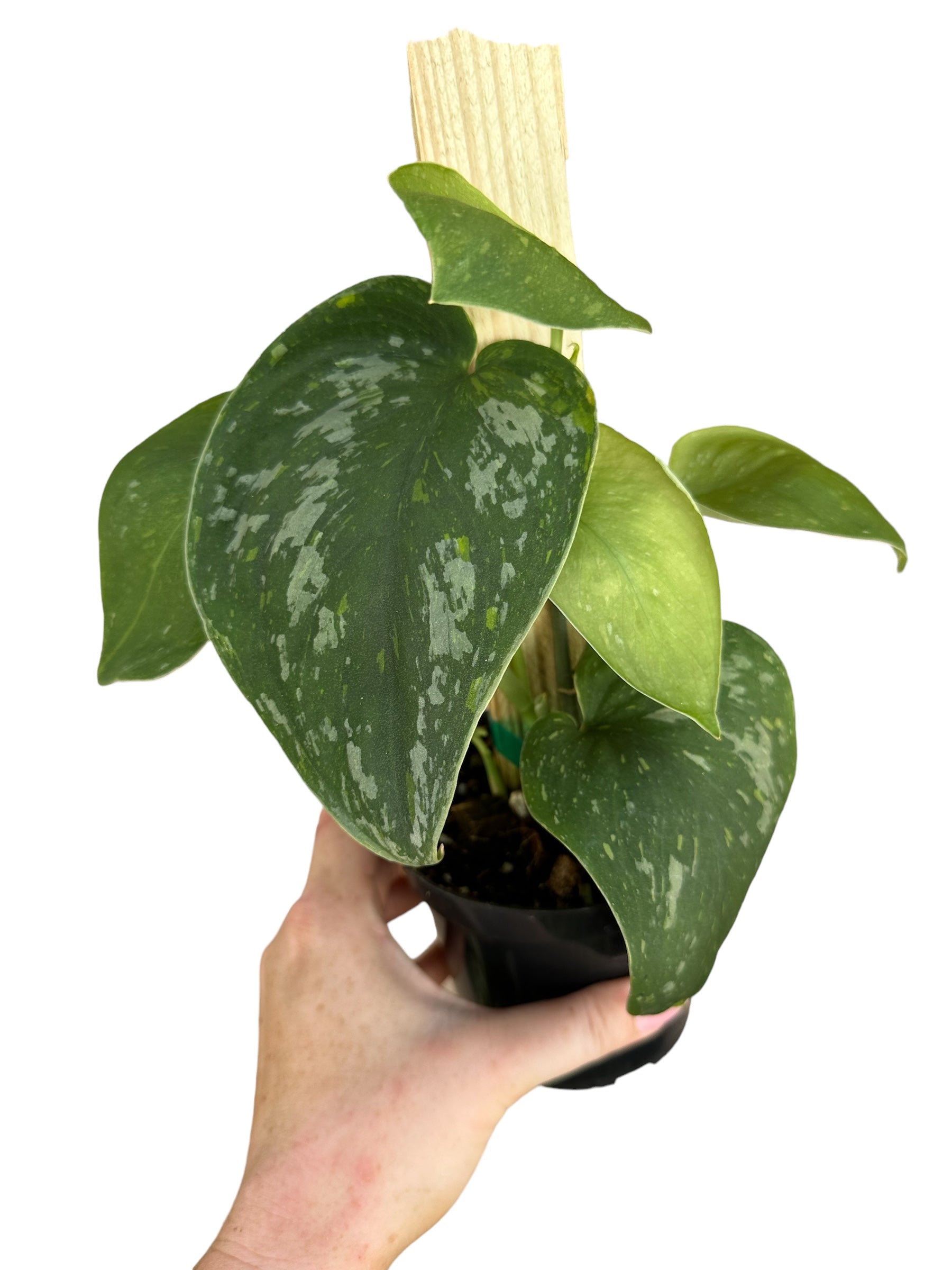 Products – The Plant Bar Co.